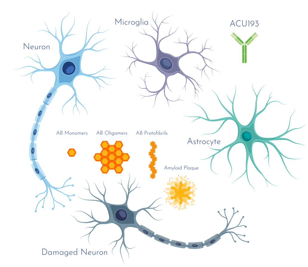 Acumen_ScientificIllustrations_2021.04.29-R3V3-1 | Acumen Pharmaceuticals